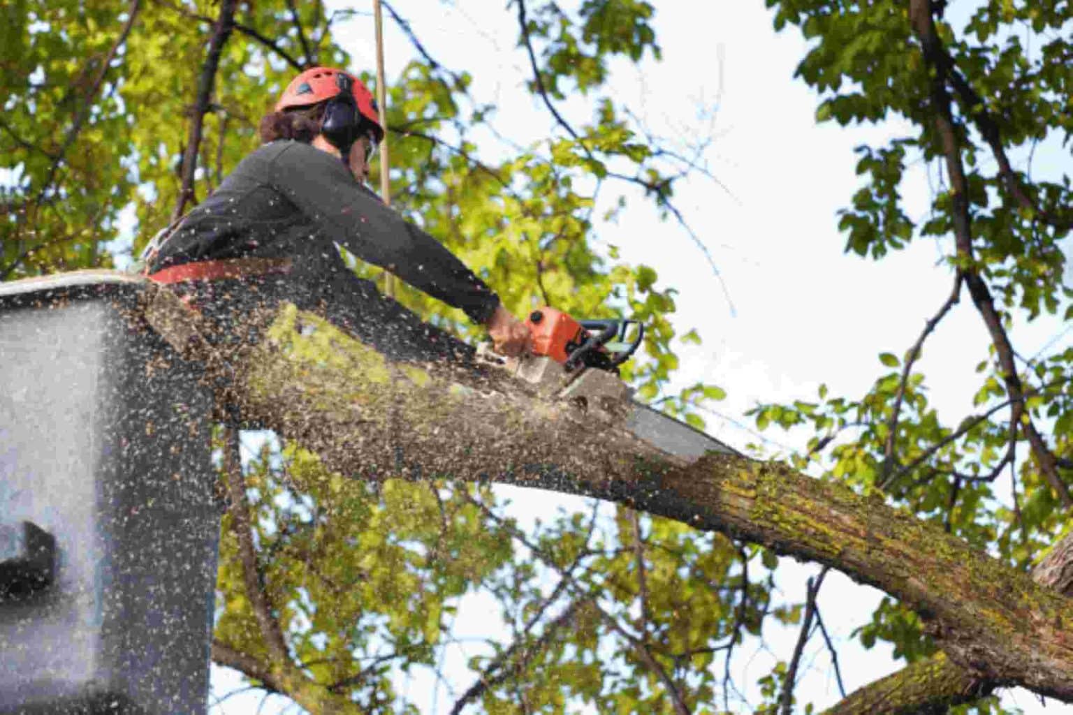Your Trusted Tree Removal Specialists | Arborist Huffman